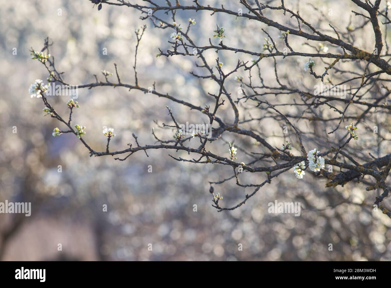 spring background of blooming plum tree Stock Photo - Alamy