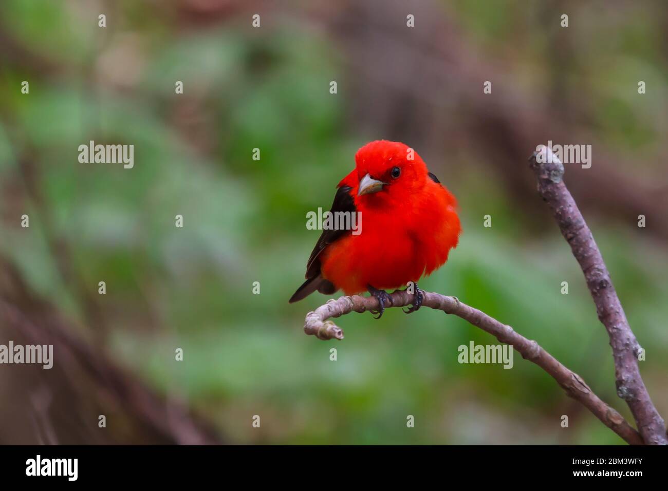 Male scarlet tanager perched in a forest during spring migration in ...