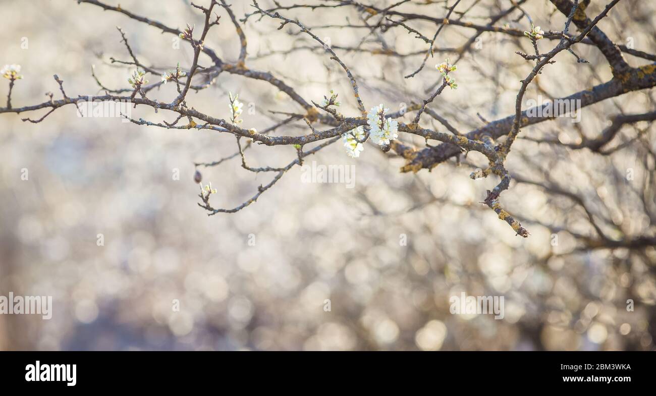 spring background of blooming plum tree Stock Photo - Alamy