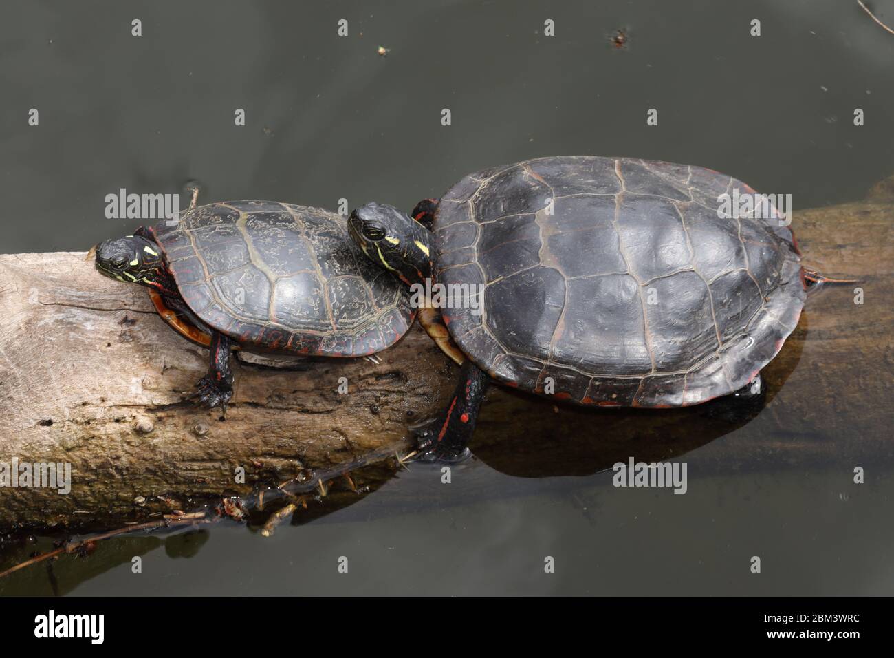 Basking turtle hi-res stock photography and images - Alamy
