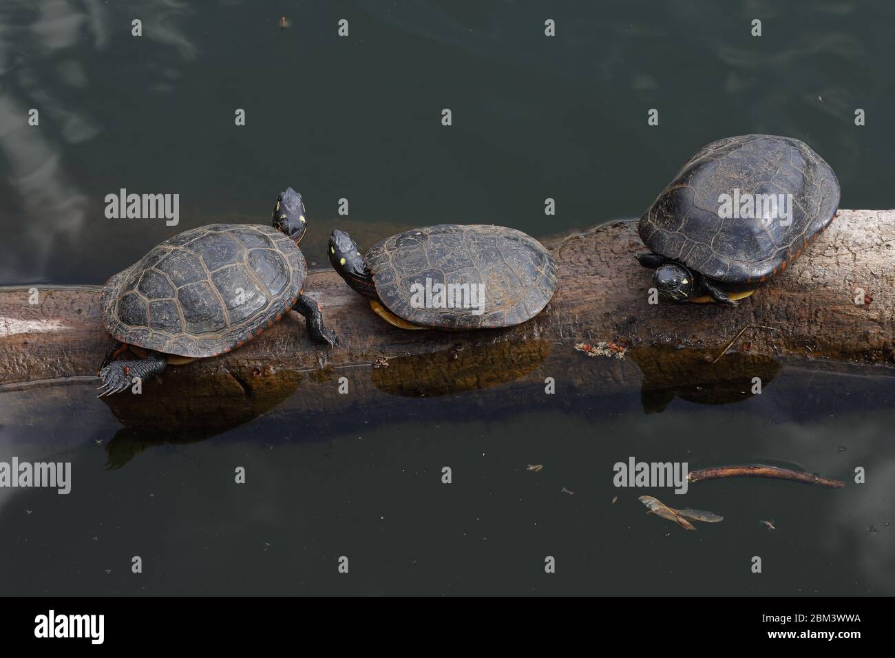 Basking turtle hi-res stock photography and images - Alamy