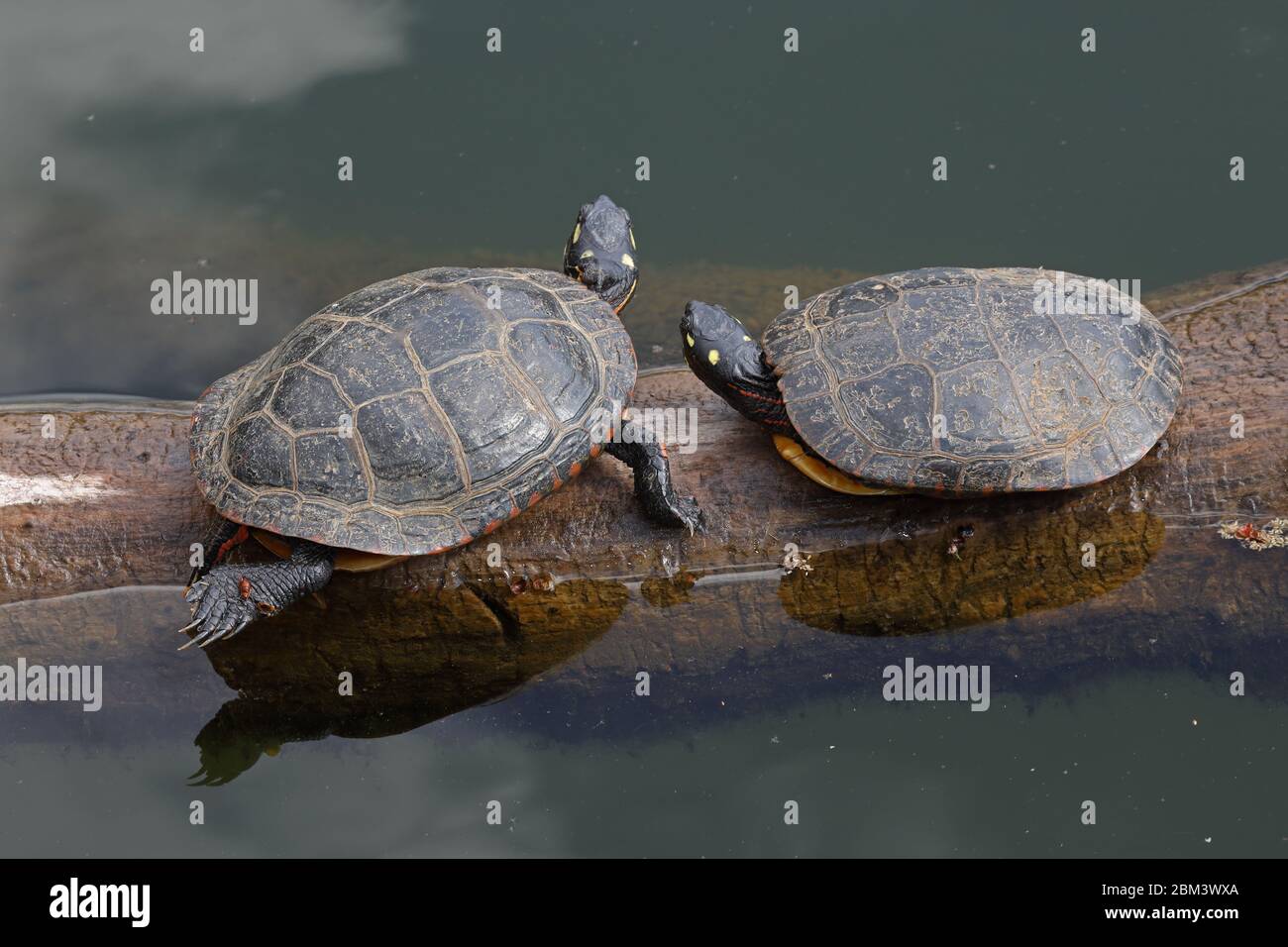 Basking turtle hi-res stock photography and images - Alamy