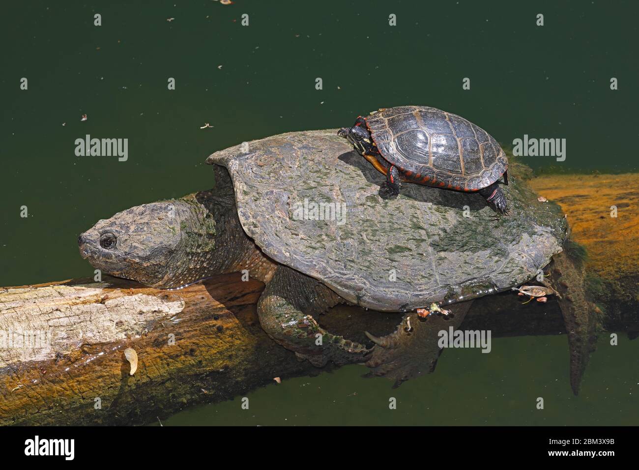 Snapping turtle, Chelydra serpentina, and painted turtle, Chrysemys ...