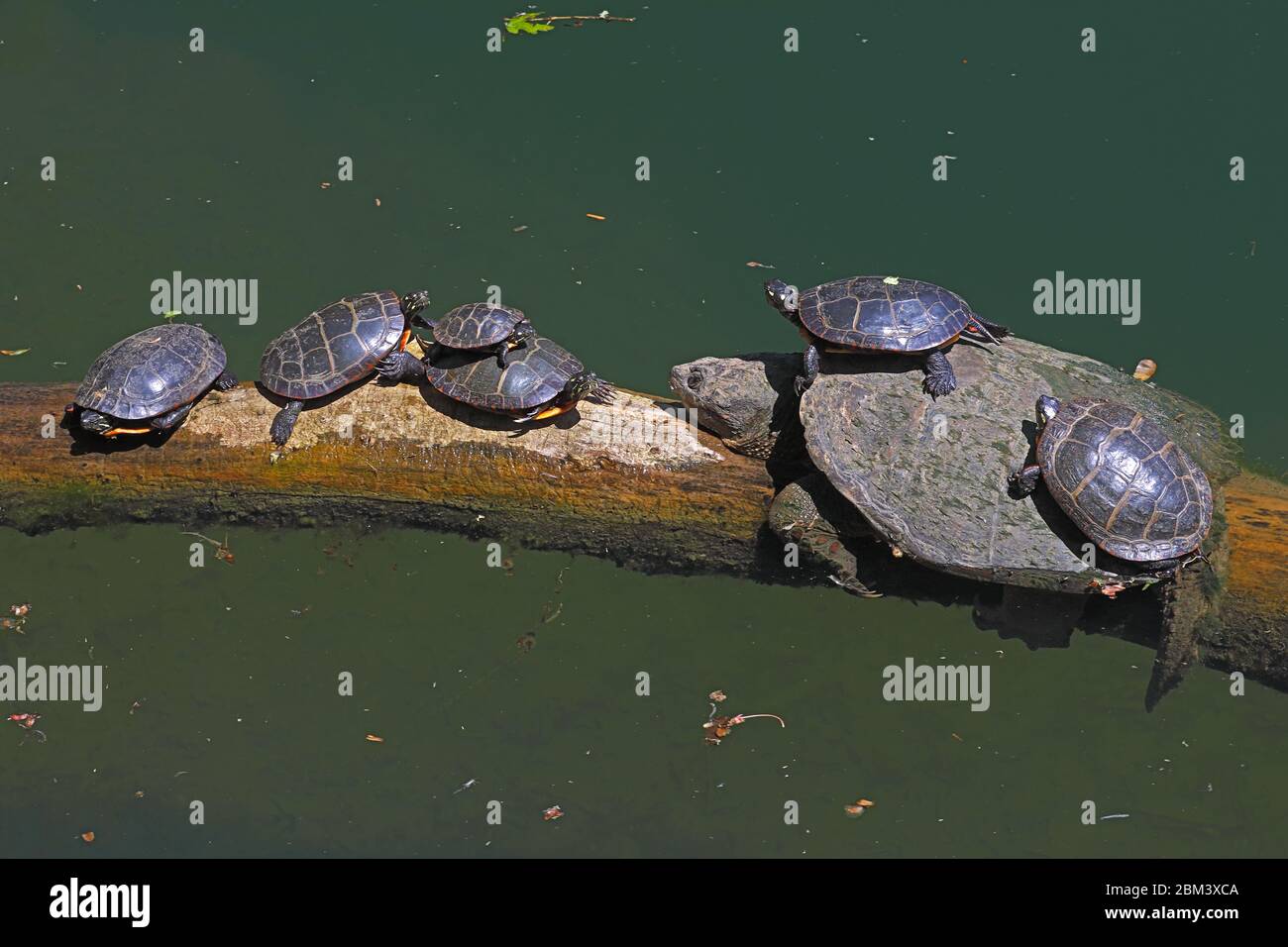 Snapping turtle, Chelydra serpentina, and painted turtles, Chrysemys ...