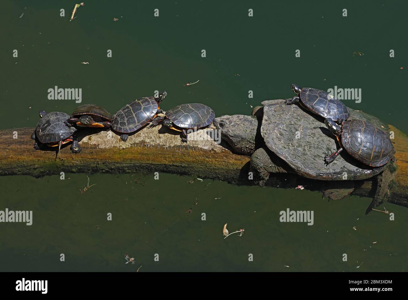 Snapping turtle, Chelydra serpentina, and painted turtles, Chrysemys ...