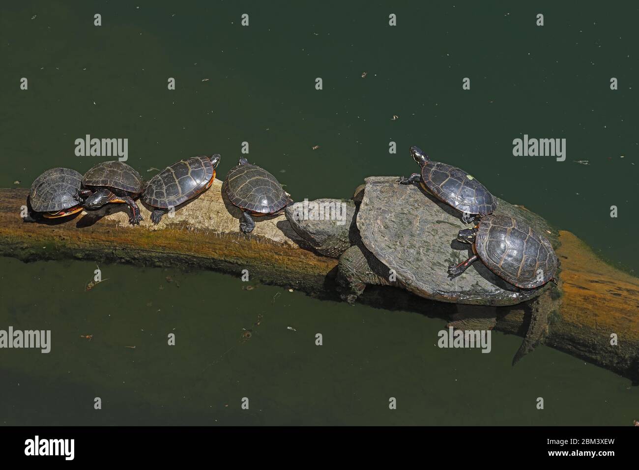 Snapping turtle, Chelydra serpentina, and painted turtles, Chrysemys ...