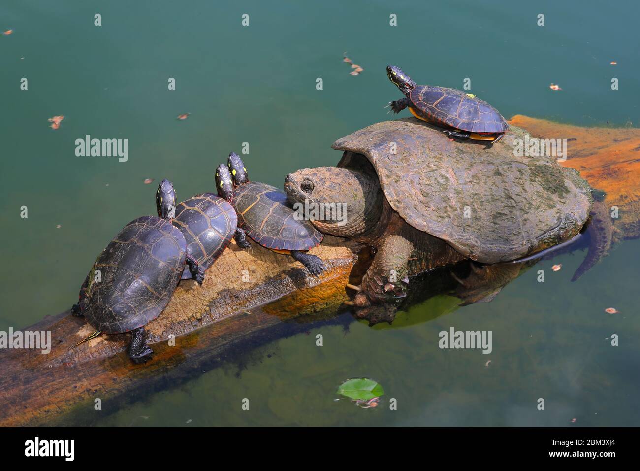 Snapping turtle, Chelydra serpentina, and painted turtles, Chrysemys ...