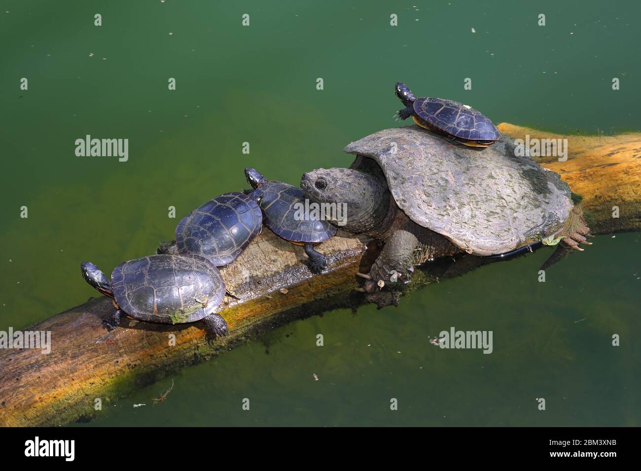 Snapping turtle, Chelydra serpentina, and painted turtles, Chrysemys ...