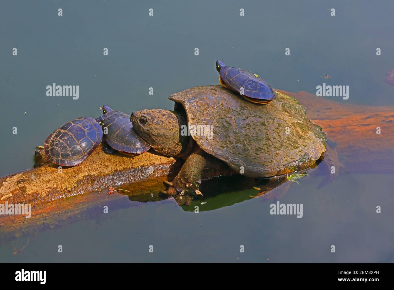 Snapping turtle, Chelydra serpentina, and painted turtles, Chrysemys ...