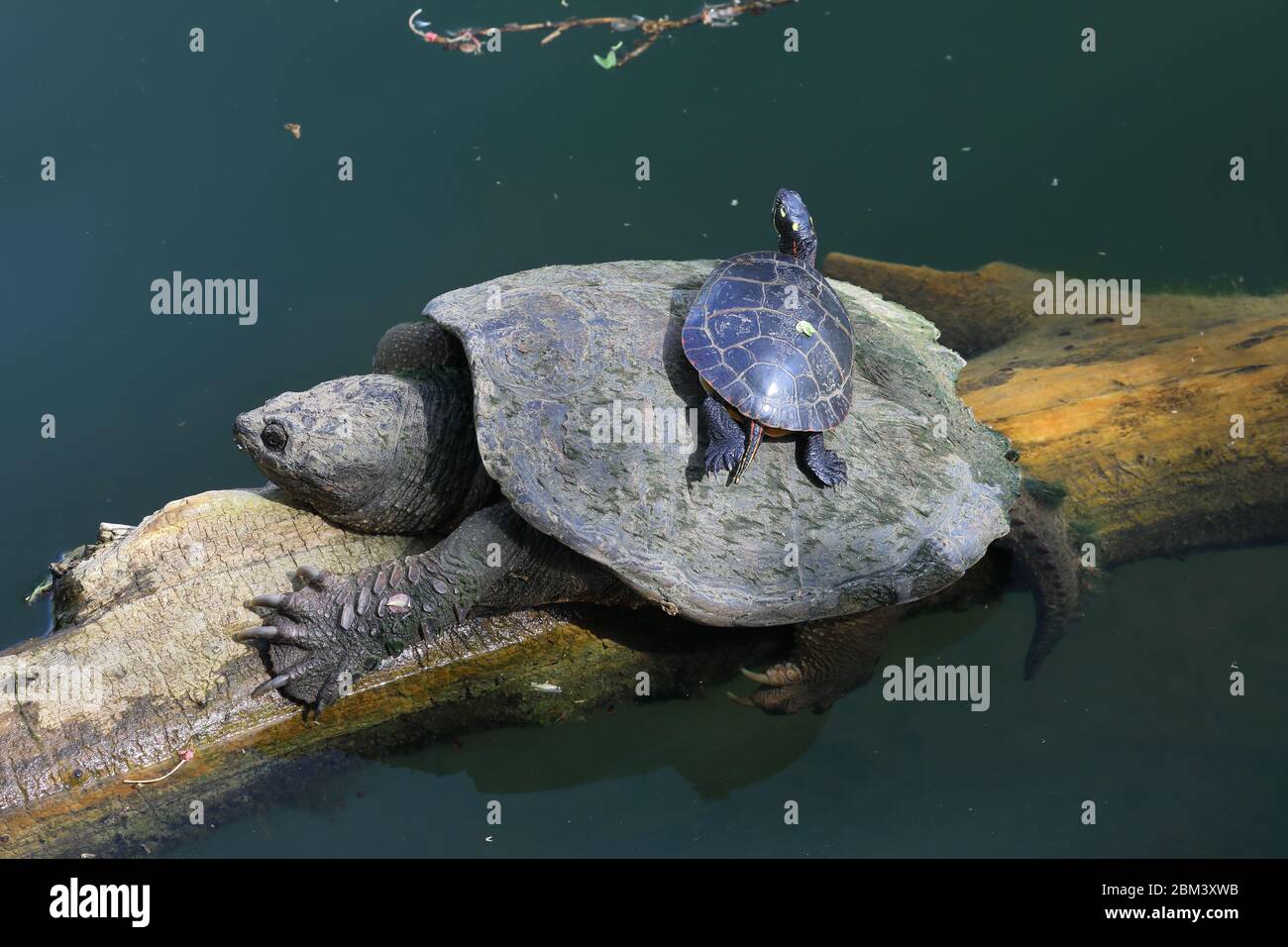 Snapping turtle, Chelydra serpentina, and painted turtle, Chrysemys ...