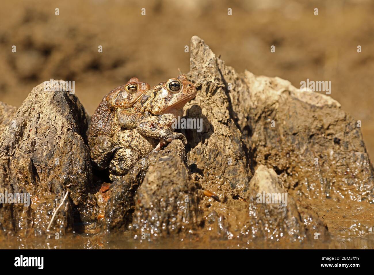 American toad (Anaxyrus americanus), pair in amplexus, Maryland Stock ...
