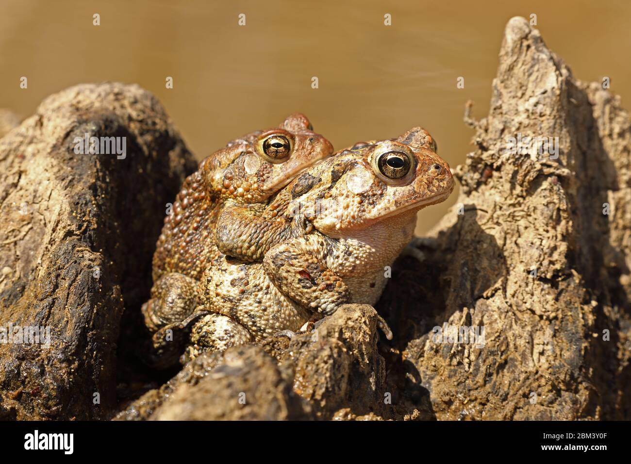 American toad (Anaxyrus americanus), pair in amplexus, Maryland Stock ...