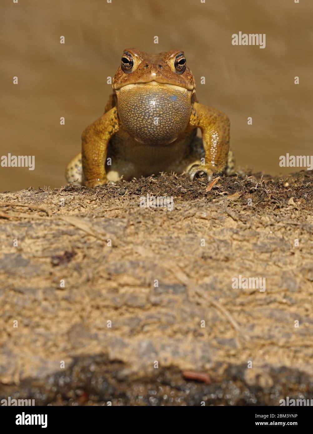 Toad knot hi-res stock photography and images - Alamy