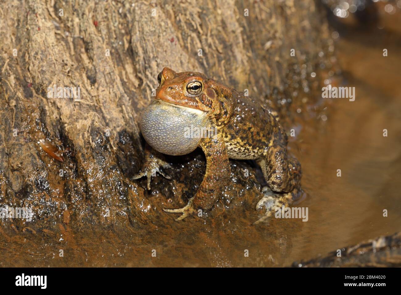 American Toad Calling High Resolution Stock Photography and Images - Alamy
