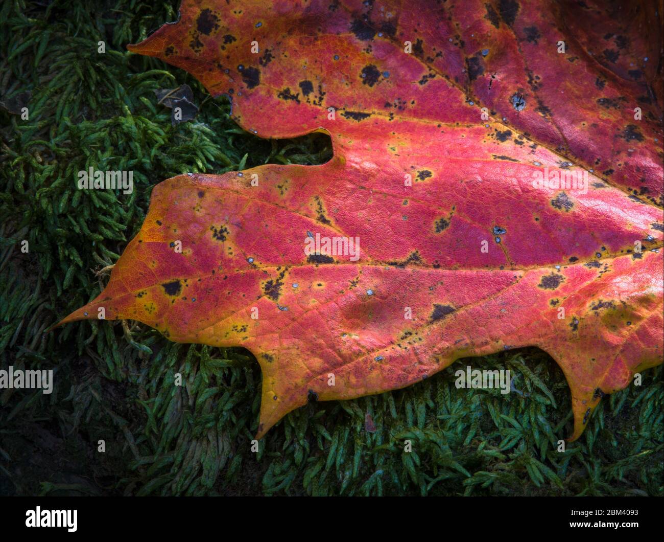 Macro Autumn Leaf High Resolution Stock Photo - Alamy