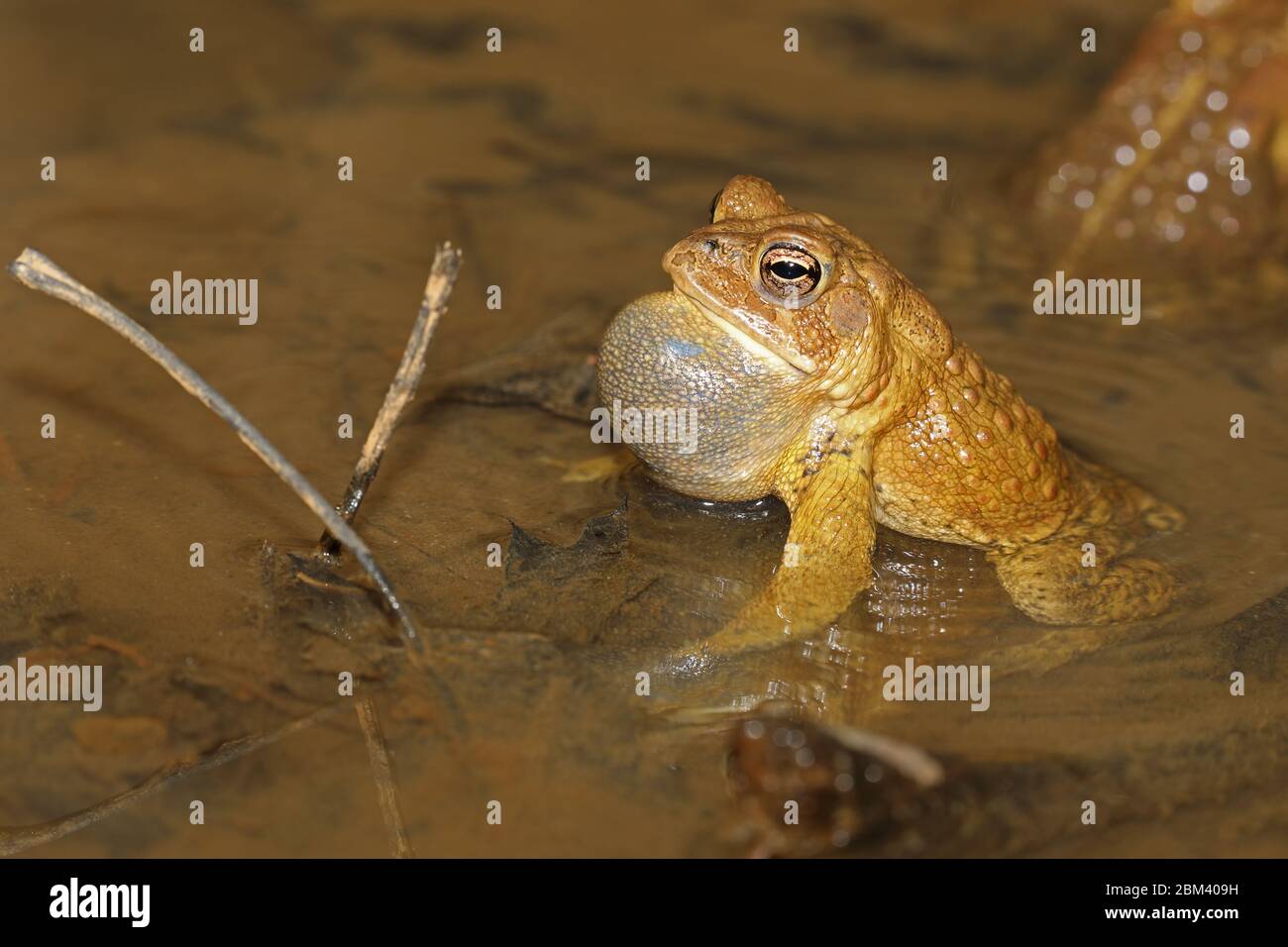 American toad (Anaxyrus americanus), male calling to attract female ...
