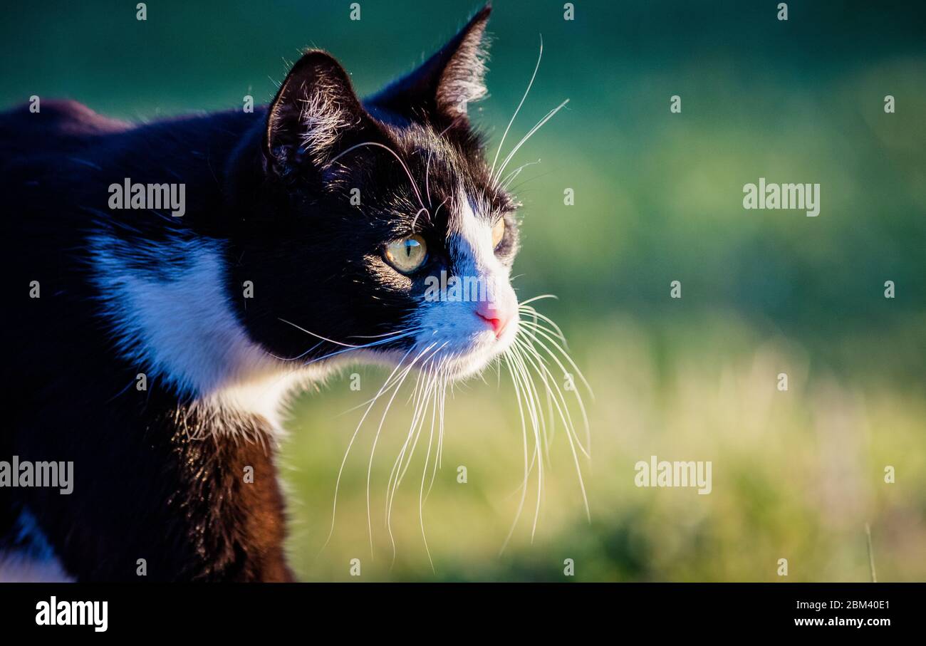 portrait of cute little cat hunting Stock Photo - Alamy