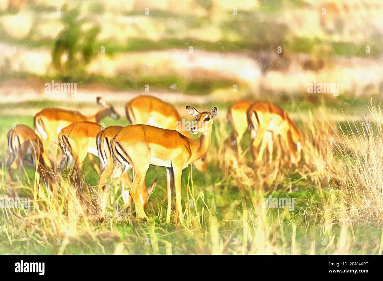 Drawing of an impala hi-res stock photography and images - Alamy
