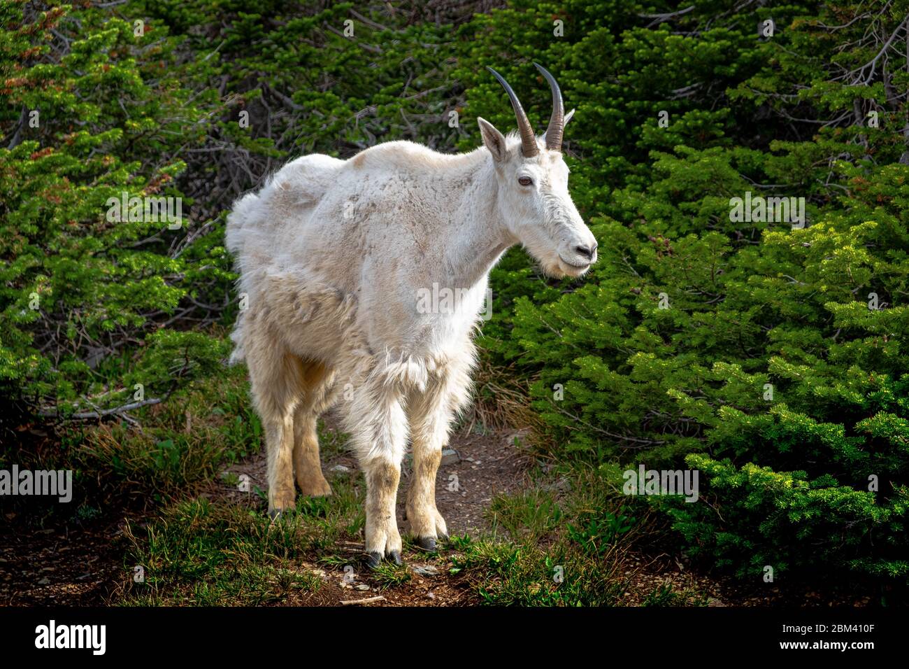 2387 Mountain goat encountered along the Hidden Lake Trail - Logan Pass ...