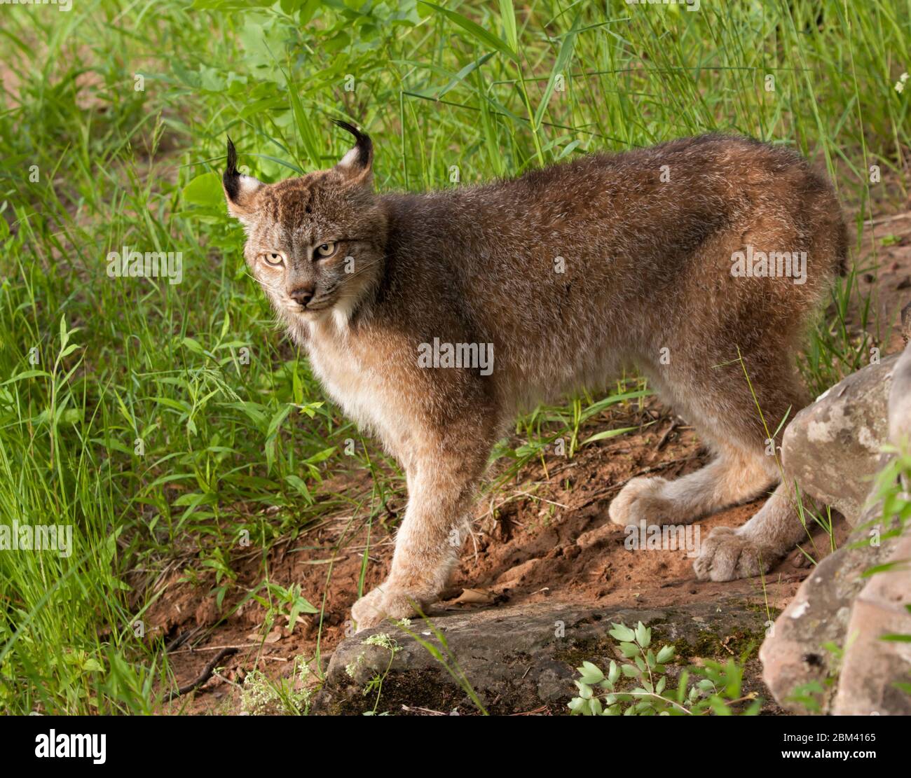 Lynx with prey hi-res stock photography and images - Alamy
