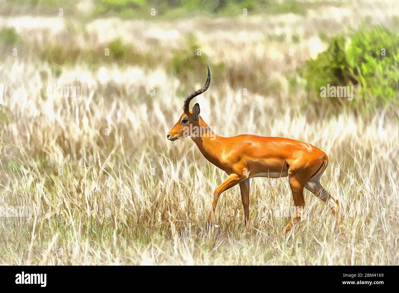 Aquarelle of an impala hi-res stock photography and images - Alamy