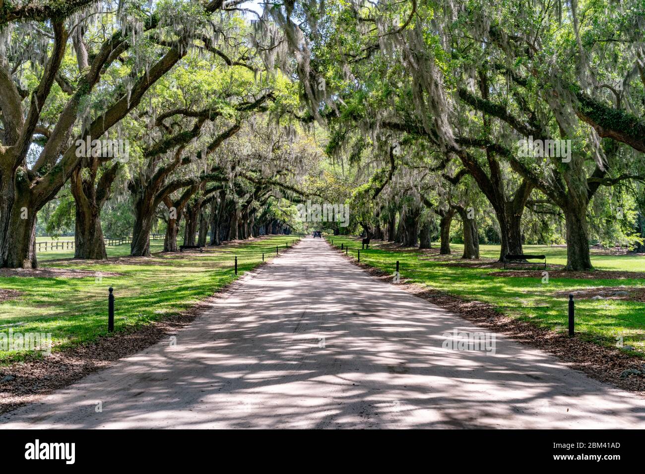 Canopied trees hi-res stock photography and images - Alamy