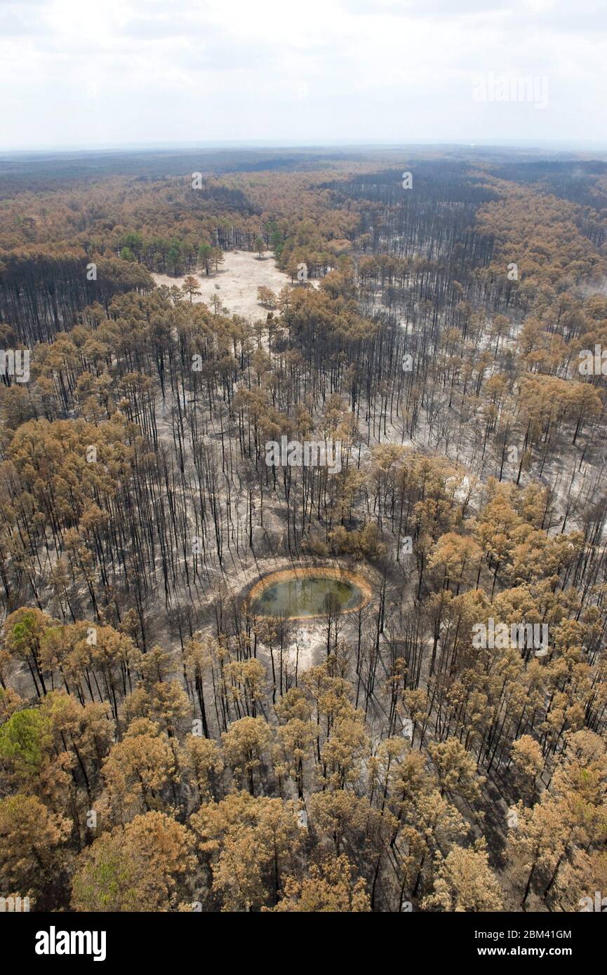 Bastrop County, Texas USA, September 16 2011: Damage to the forest and ...