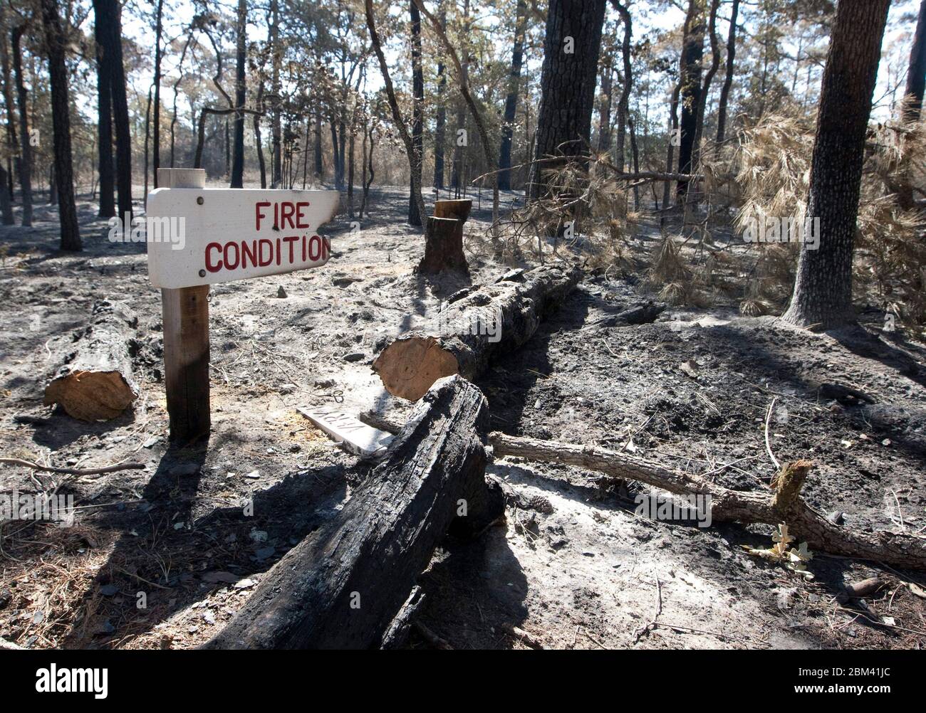 Bastrop Texas USA, September 2011: Areas of Bastrop State Park damaged ...