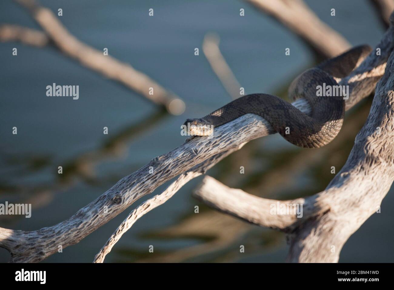 Falcon Lake Texas USA, November 2011: A five-foot long venomous snake ...