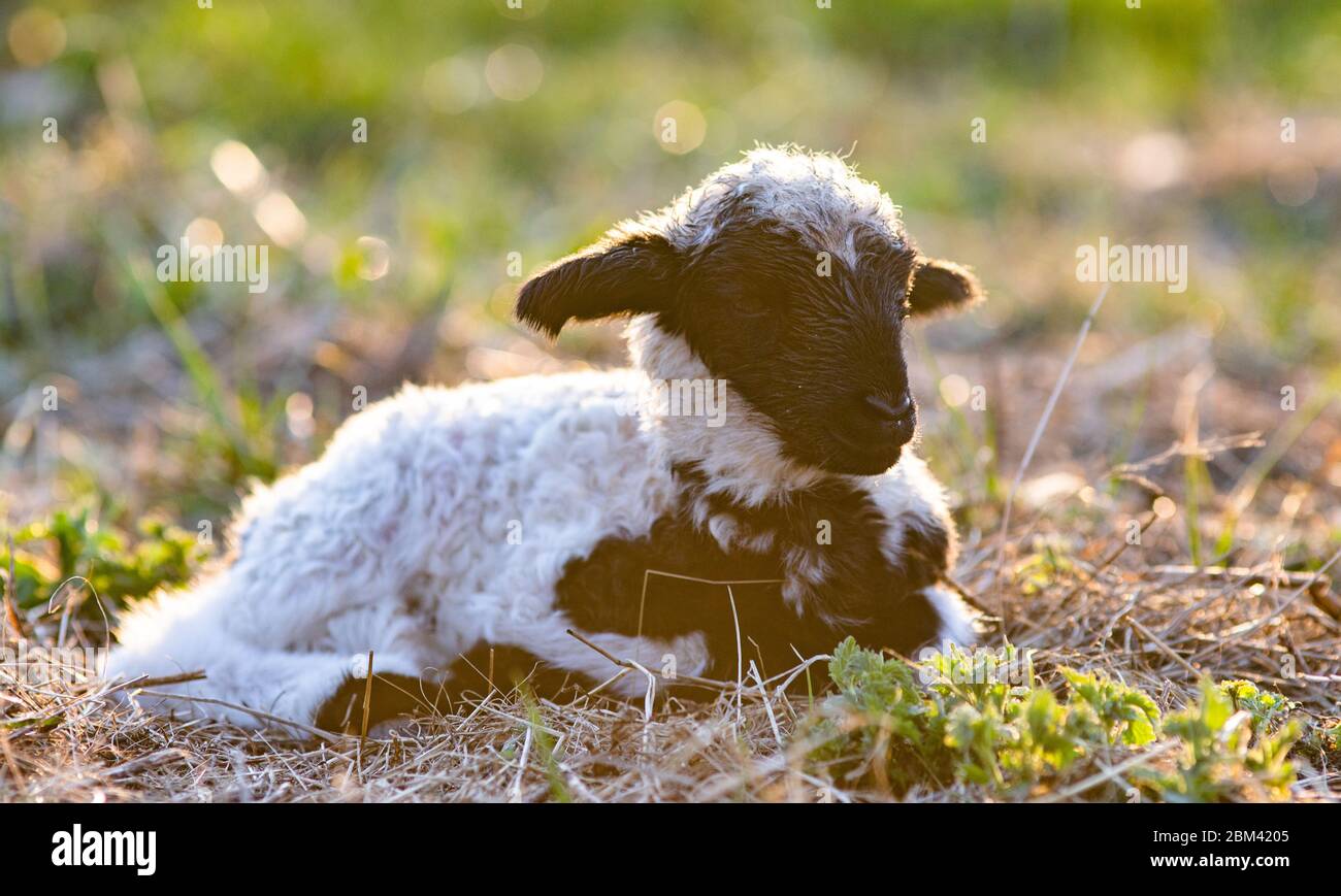 cute little lamb portrait spring background Stock Photo - Alamy
