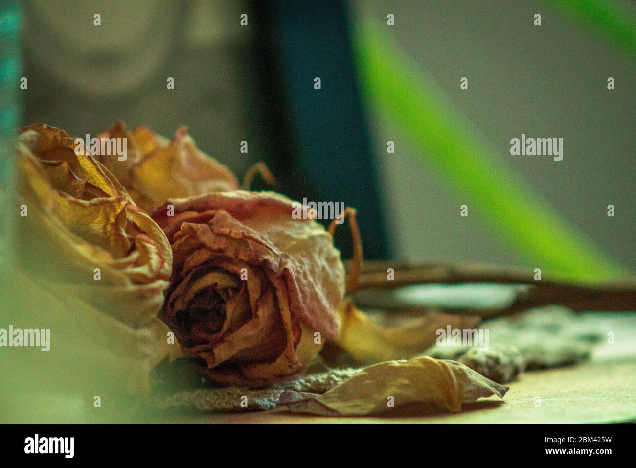 Dried roses on display on a shelf Stock Photo - Alamy