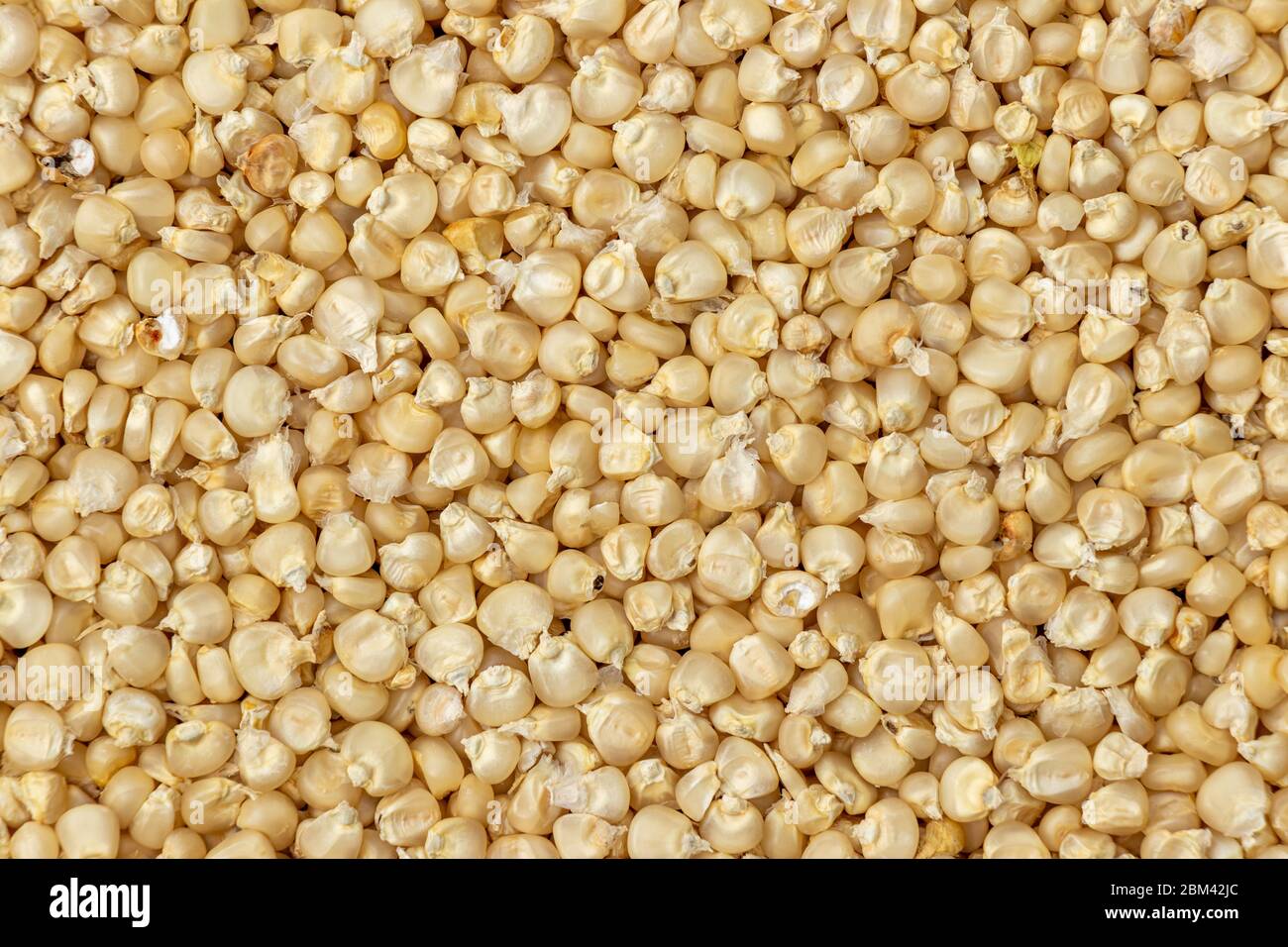 Corn seed texture hi-res stock photography and images - Alamy