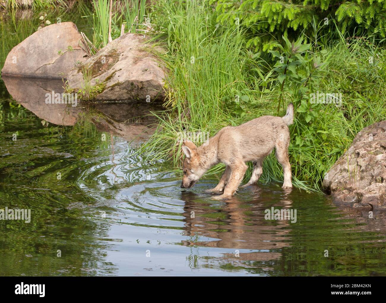 Wolf Puppy Drinking from a Lake Stock Photo - Alamy