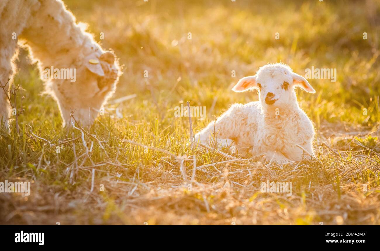 cute little lamb portrait spring background Stock Photo - Alamy