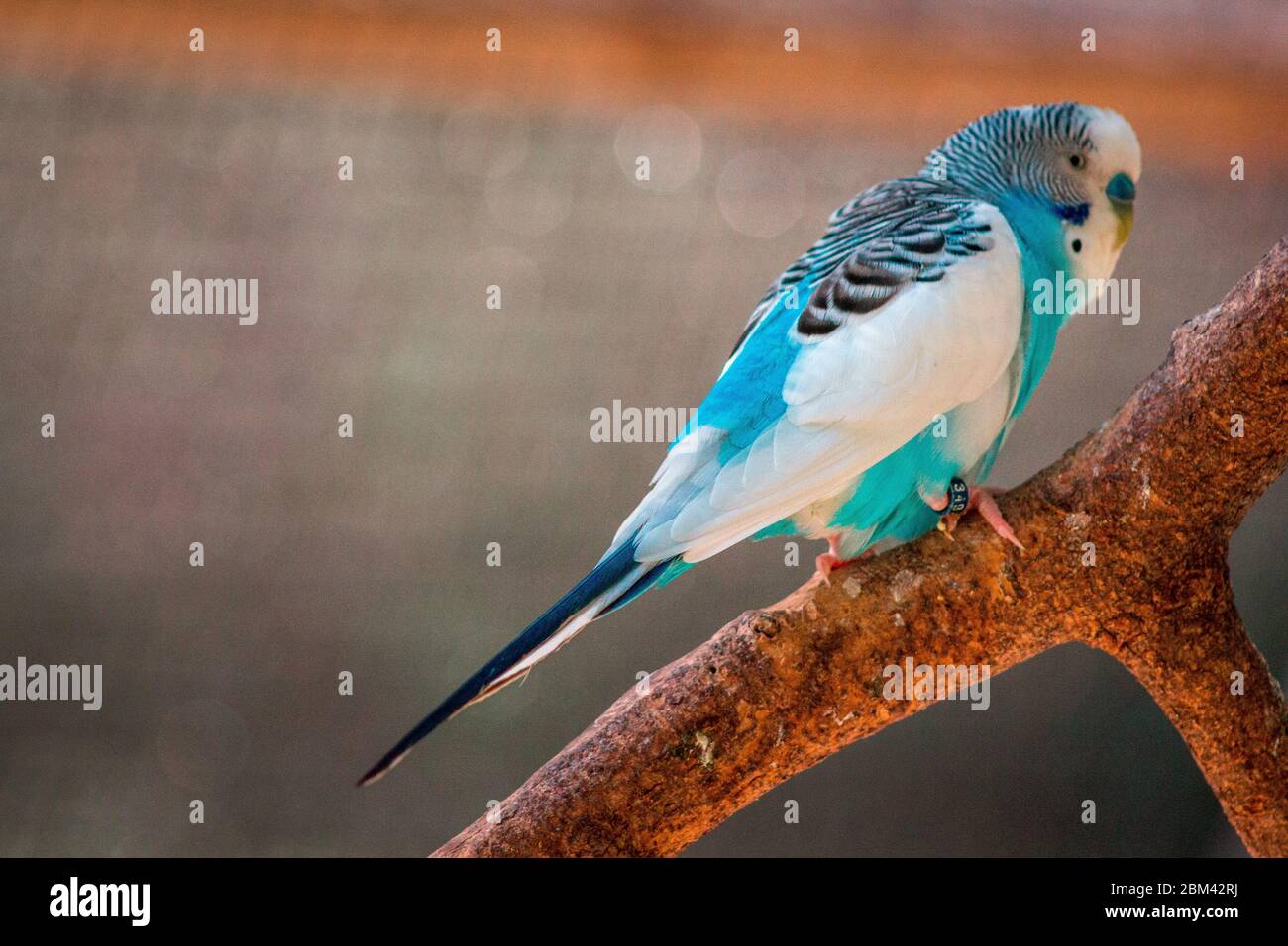 Light Blue Budgie