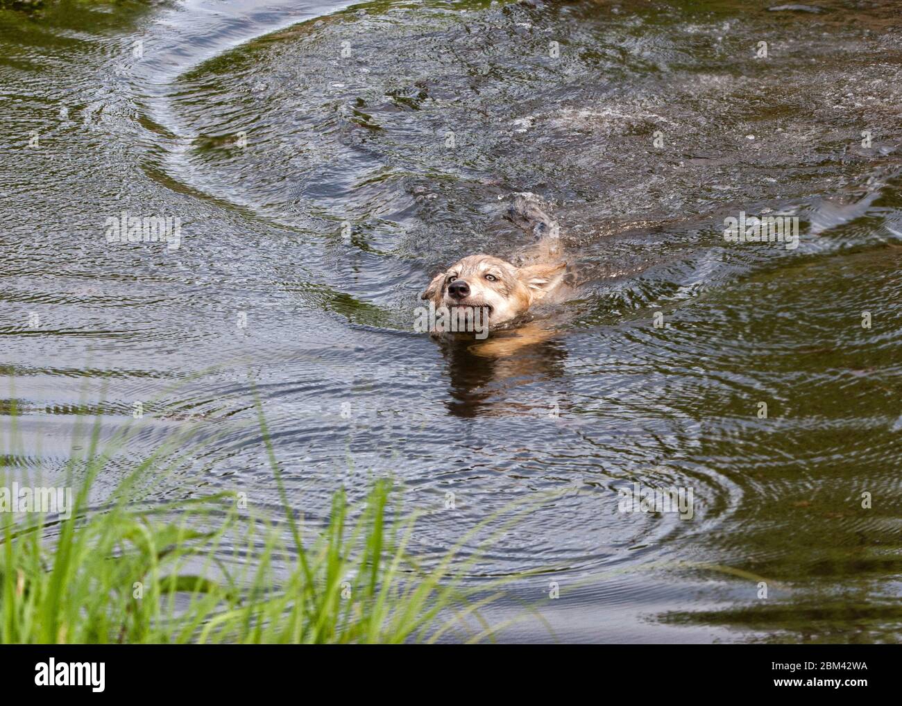 Grey Wolf Puppy Swimming Across Lake Stock Photo - Alamy