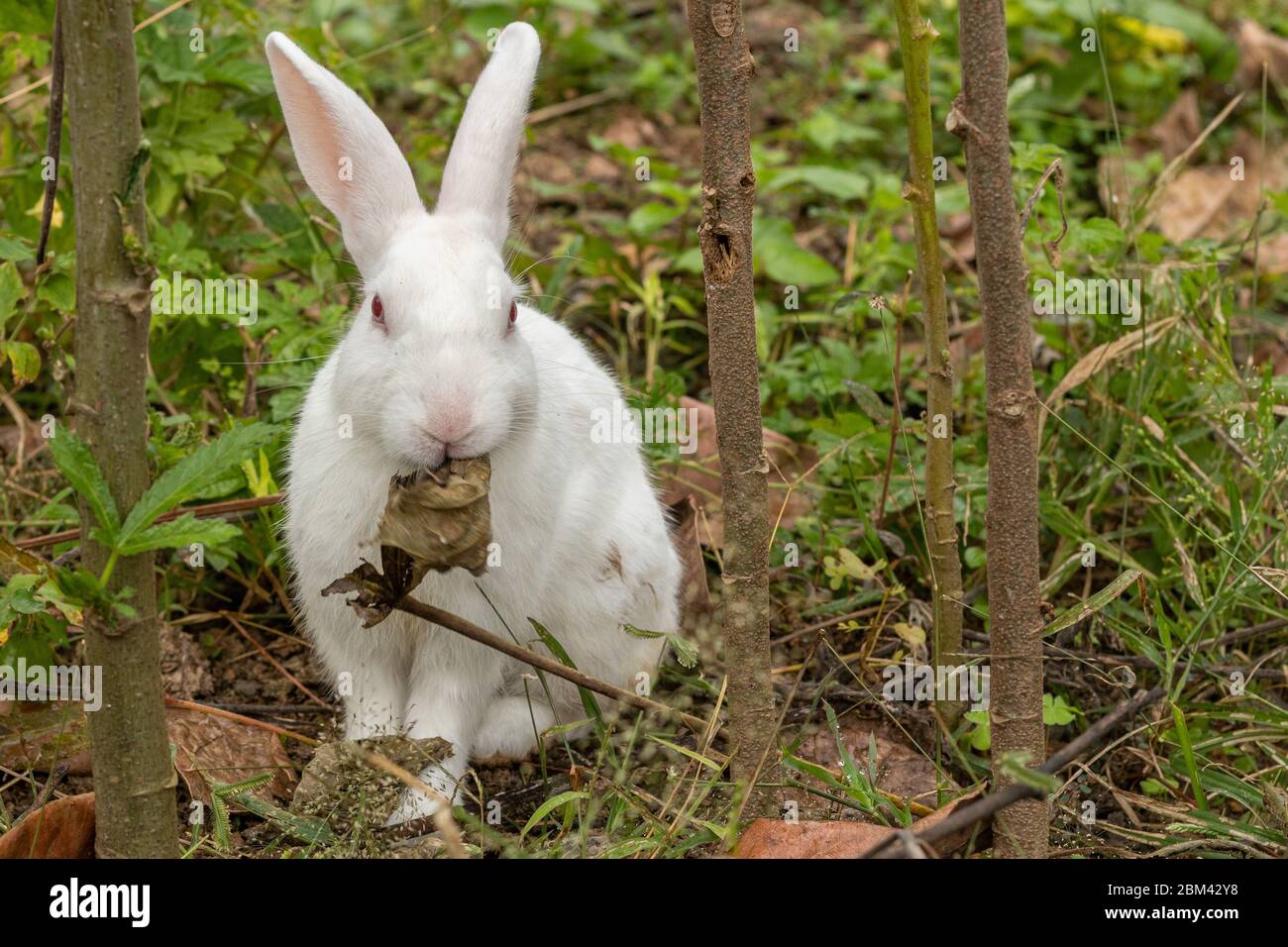 White bunny or rabbit sitting beetween plants in in the garden. Easter ...