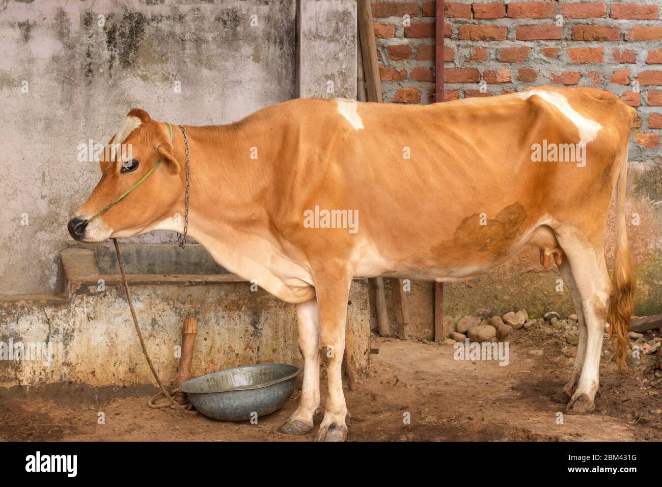 Cow tied with rope standing in stall Stock Photo - Alamy