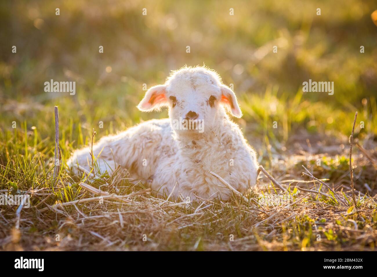 cute little lamb portrait spring background Stock Photo - Alamy