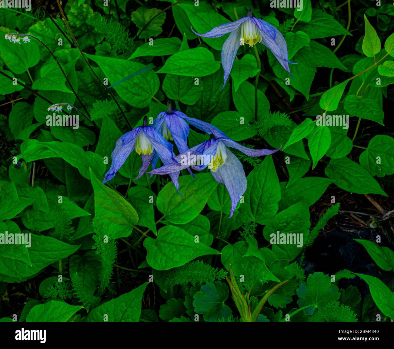 4876 Beautiful blue clematis wildflower growing among lush foliage in ...
