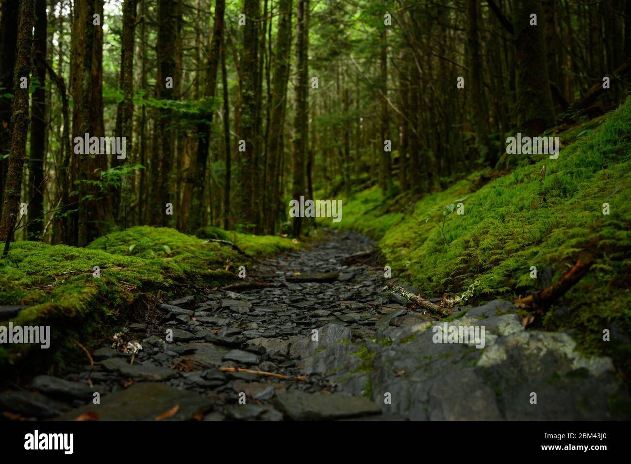 Encroaching tree hi-res stock photography and images - Alamy