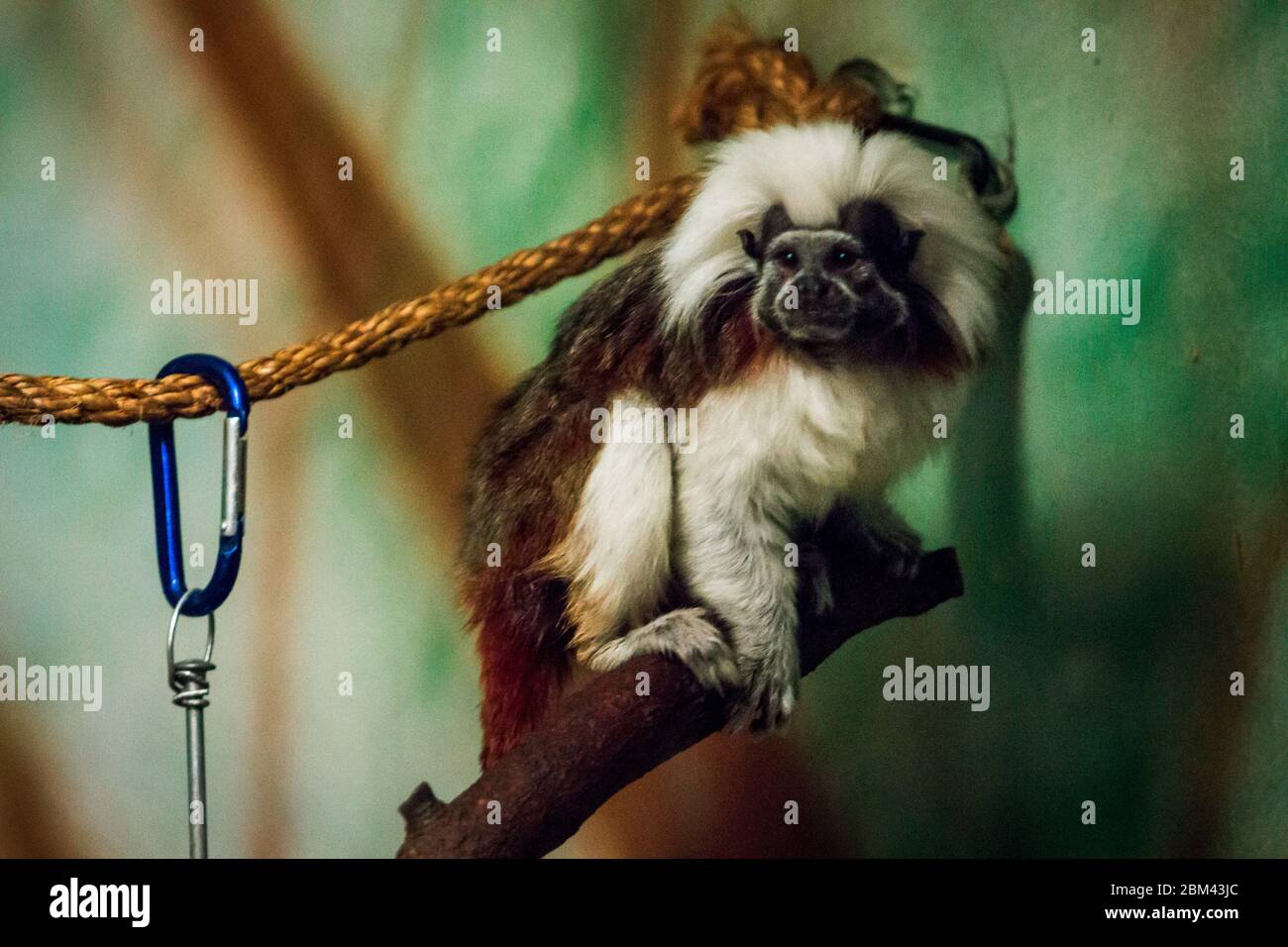 cotton top tamarin climbing on a branch in an enclosure Stock Photo - Alamy
