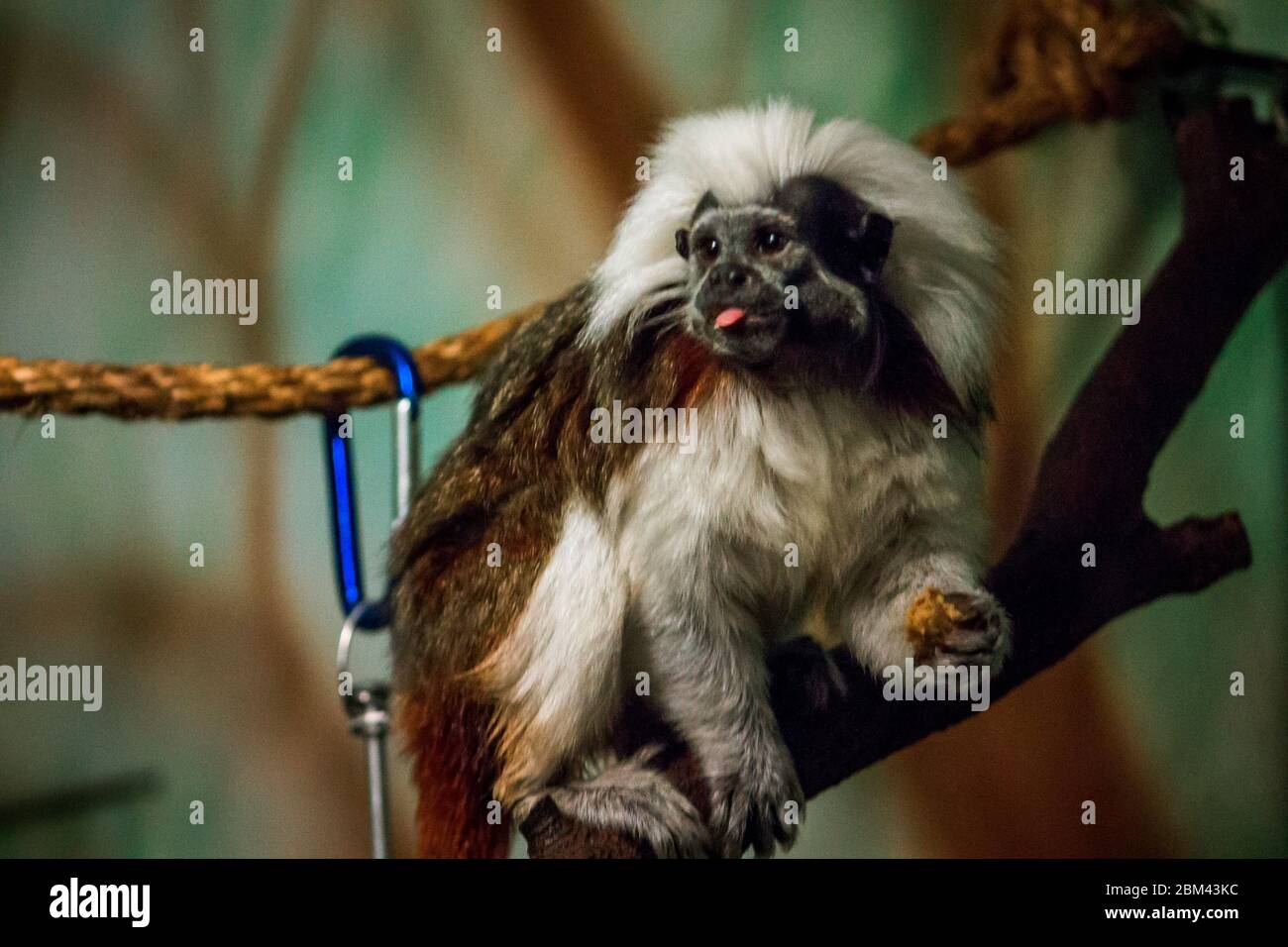 Cotton Top Tamarin eating food in an enclosure at the John Ball Zoo in ...