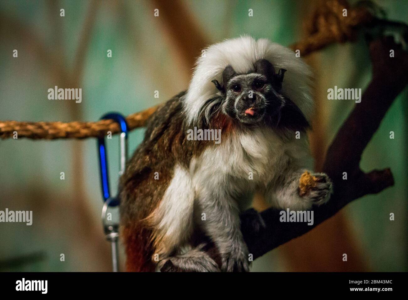 Cotton top tamarin and eating hi-res stock photography and images - Alamy