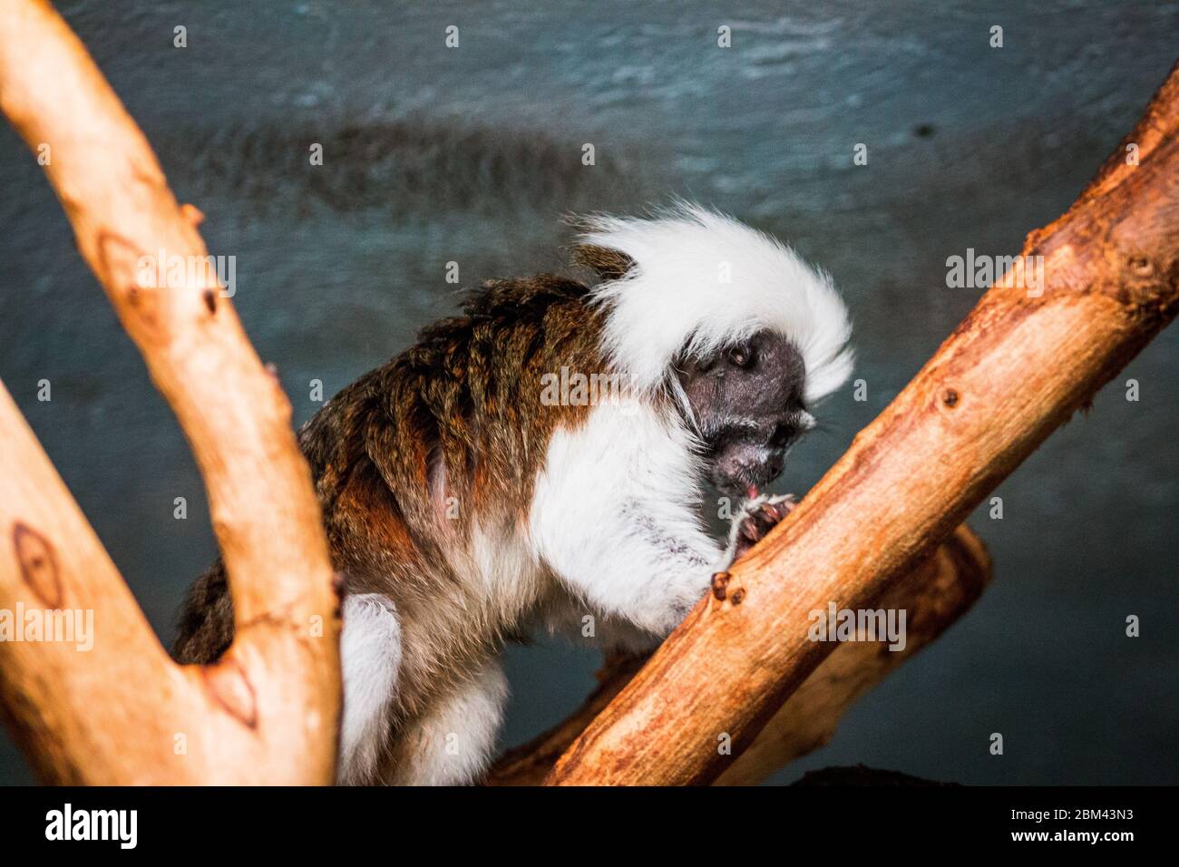 Cotton Top Tamarin eating in an enclosure at the John Ball Zoo Stock ...