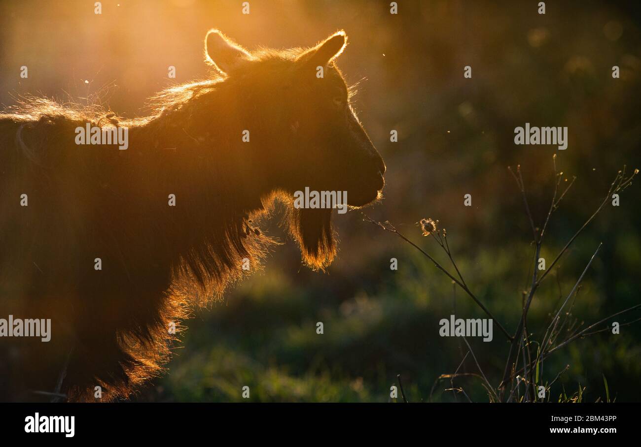 silhouette of a goat head in sunset light Stock Photo - Alamy