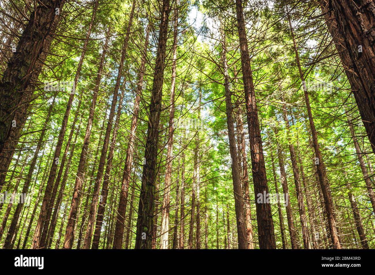 New Zealand Conifer Tree High Resolution Stock Photography and Images ...
