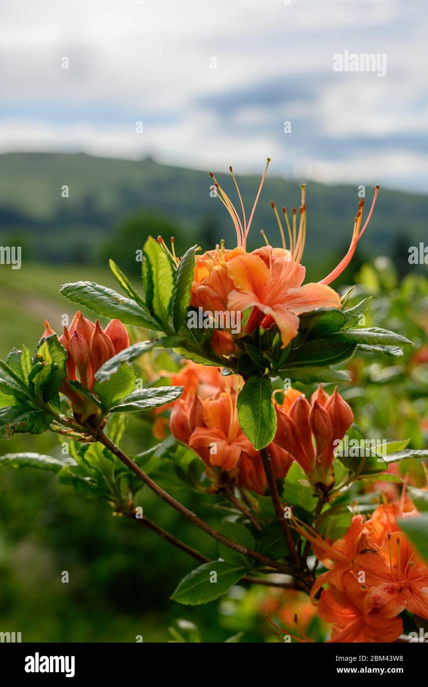 Orange flame Azalea Bloom in North Carolina mountains Stock Photo - Alamy