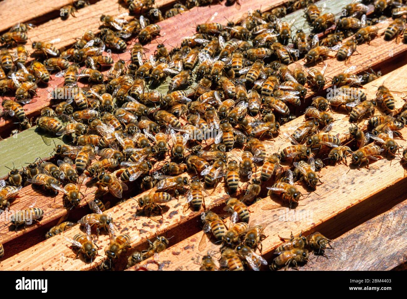 Beehive And Floral High Resolution Stock Photography and Images - Alamy
