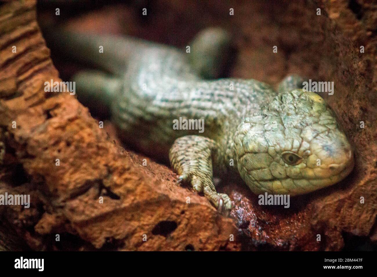 Lizard laying in a log at the John Ball Zoo Stock Photo - Alamy